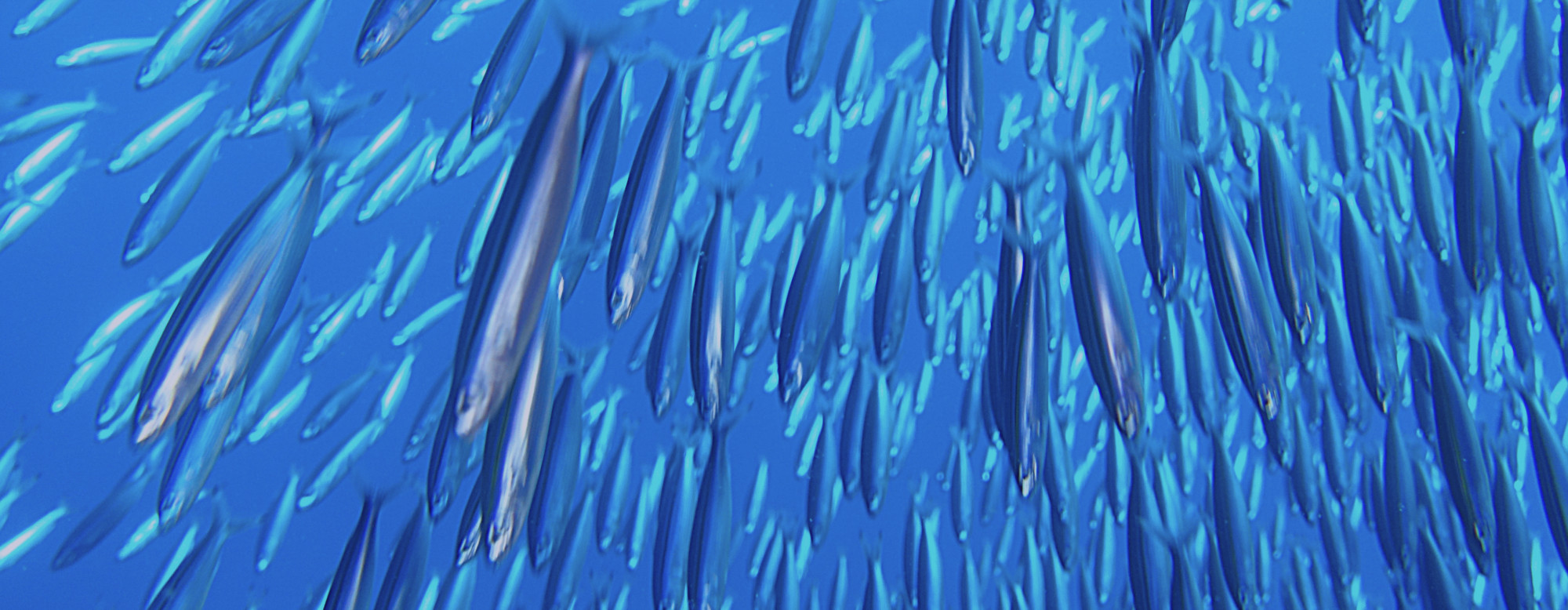 Case Study: Individual Transferable Quotas for Cod Fisheries, Iceland ...