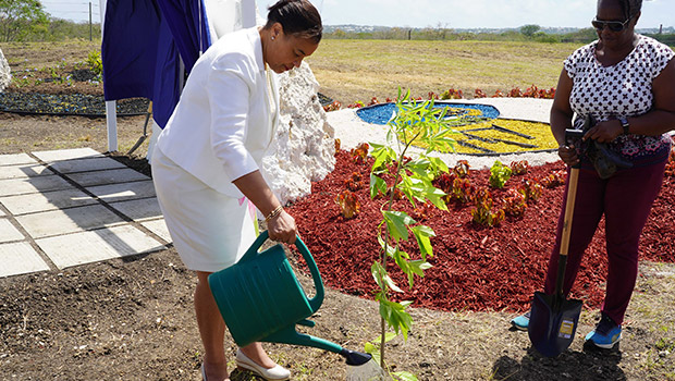 Drought-hit Barbados aims for one million trees to mitigate climate ...