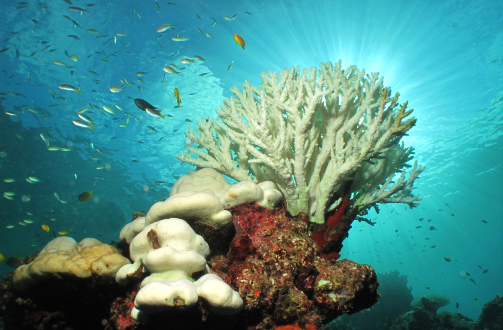 Case Study: Coral Communities: Building Socio-Ecological Resilience to ...