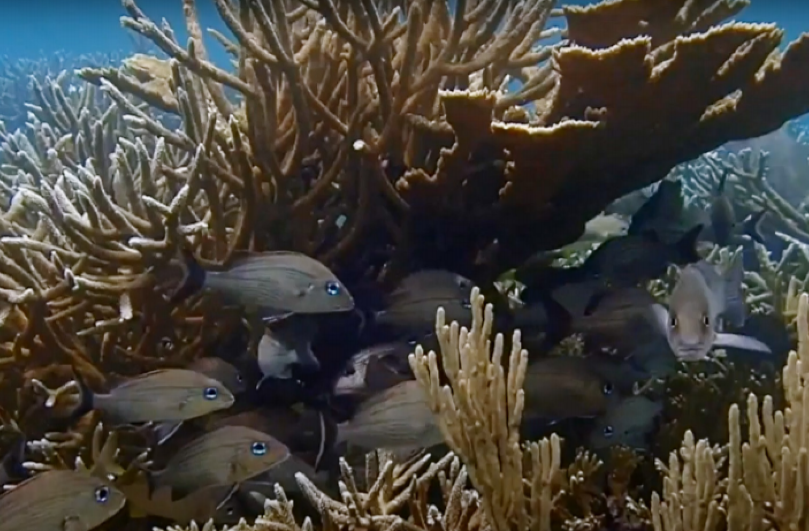 Case Study: Fragments of Hope – Community-Led Coral Reef Restoration ...