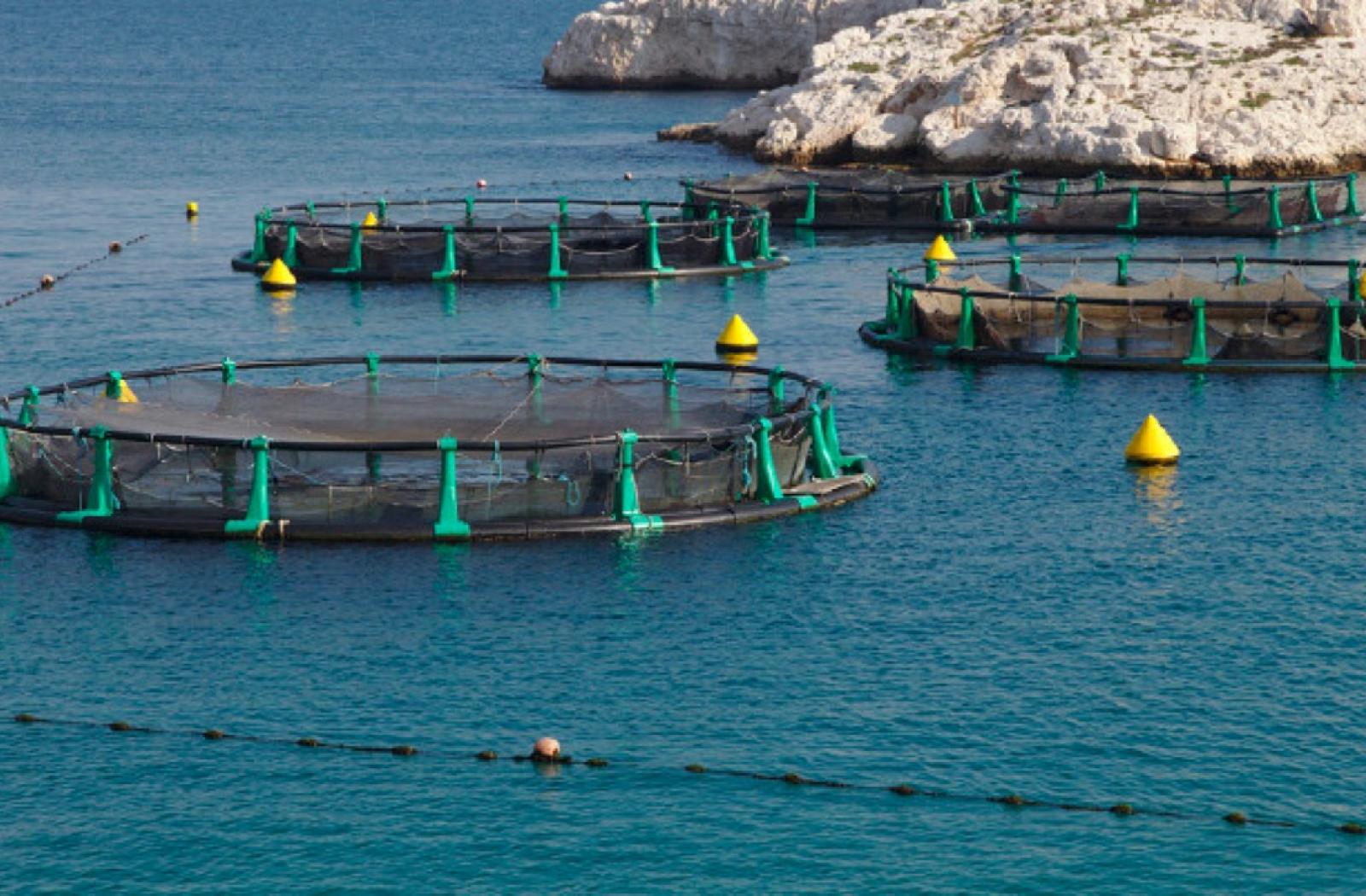 Case study: Development of an Aquaculture Industry in Seychelles (on ...